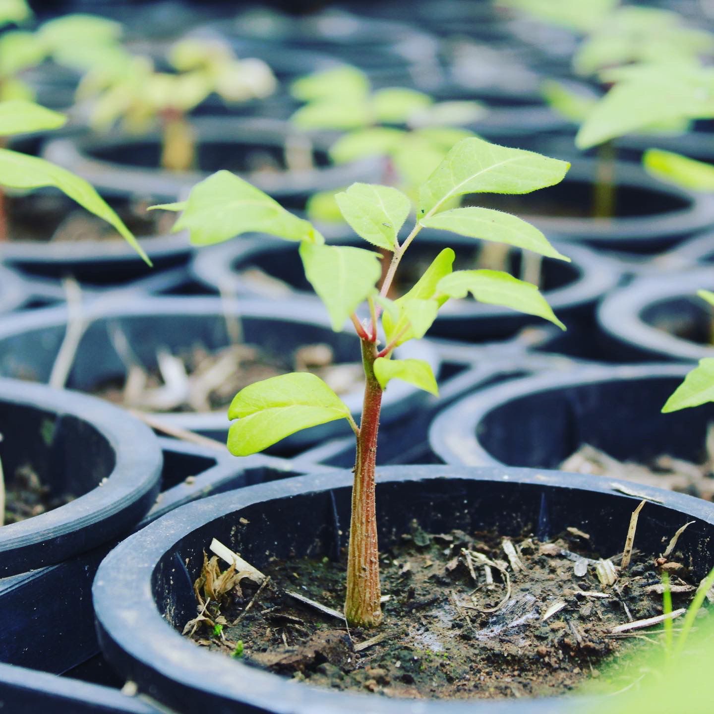 GEM | Llama Bedolla a seguir recomendaciones para reforestar después ...