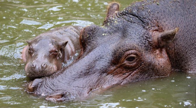 GEM | Así será el hipopótamo bebé del Zoo de Morelia; descubre estas ...